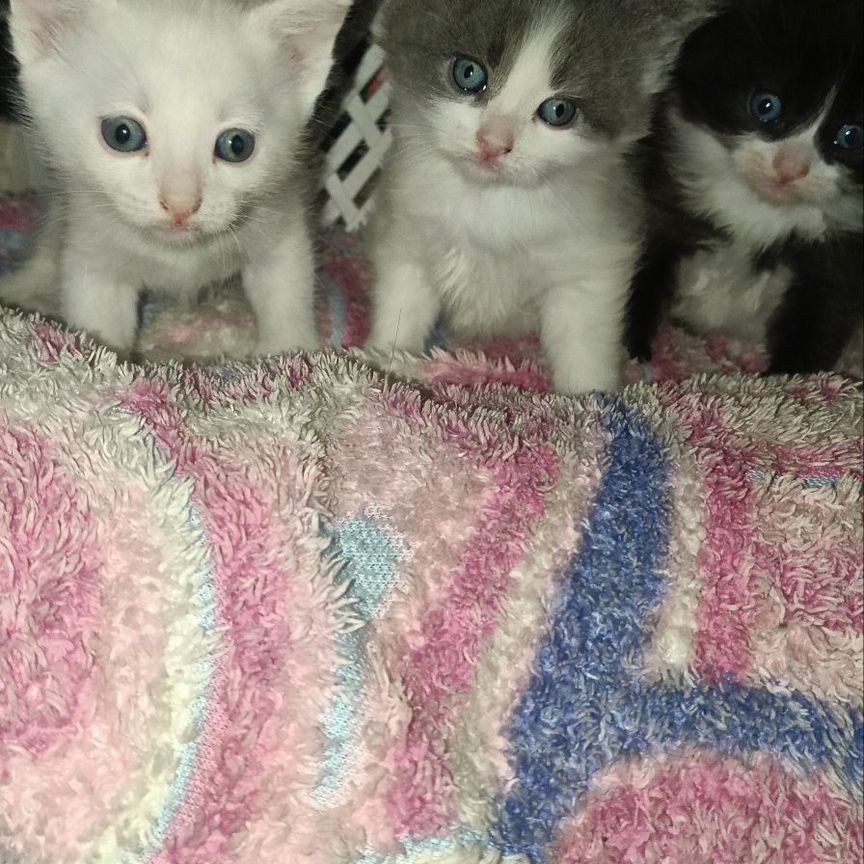 Котята