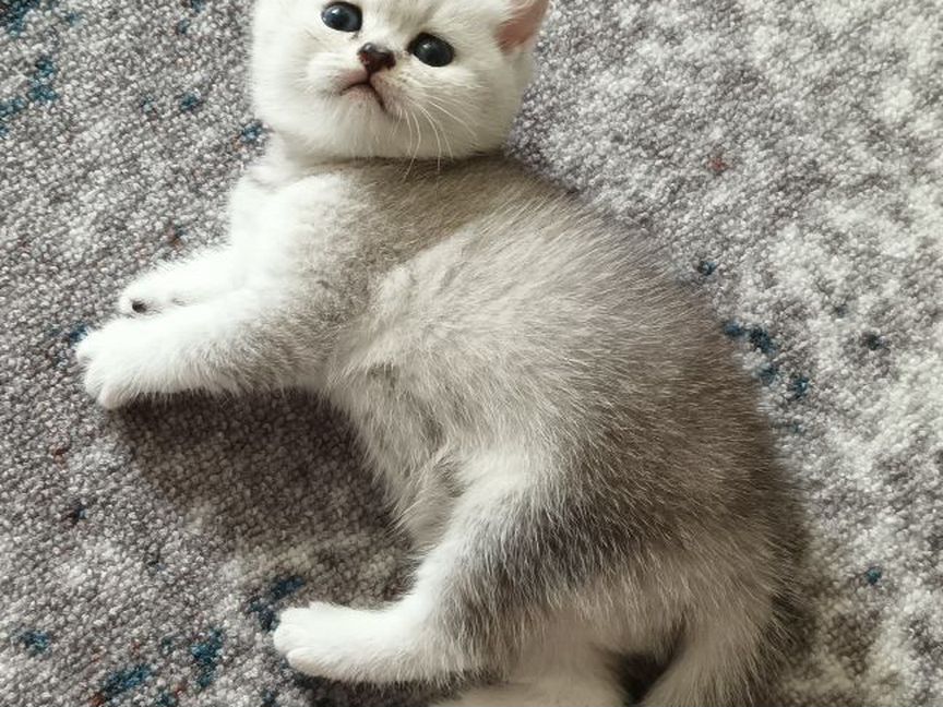 Шотландские котята