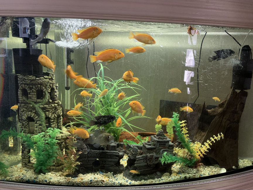 Рыбки для аквариума