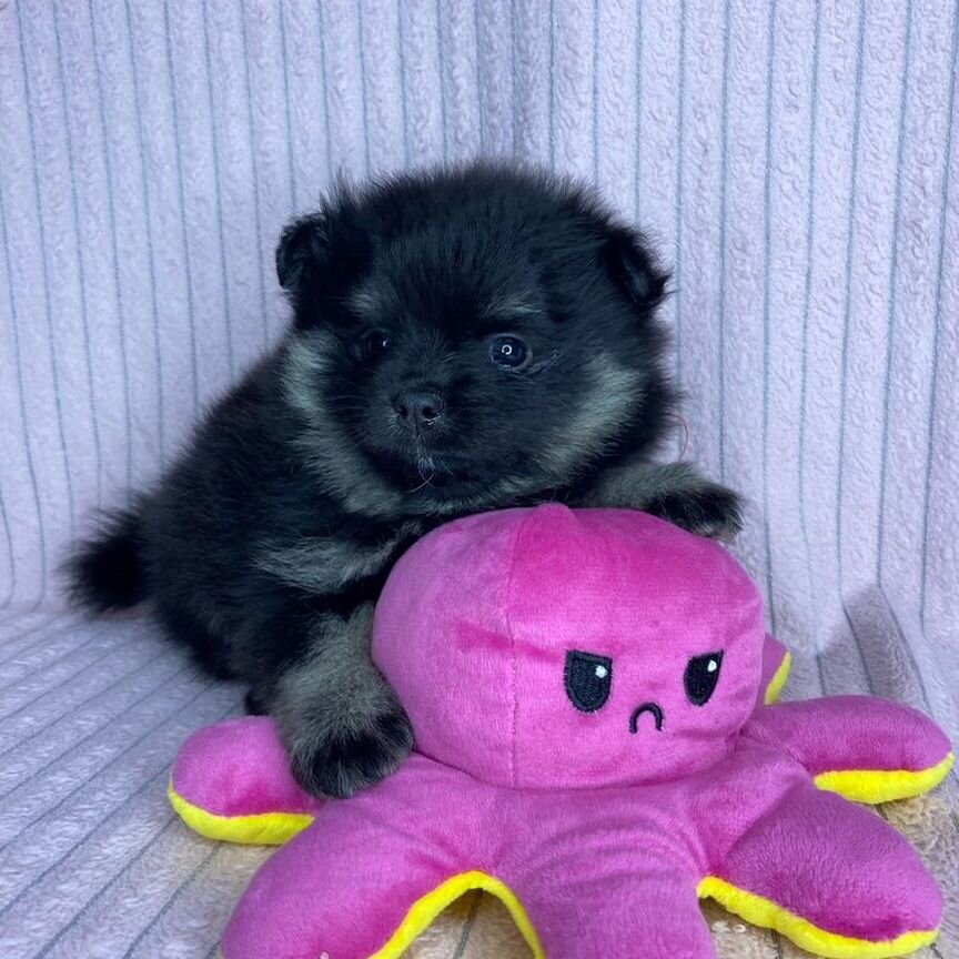 Шпицульки красотульки