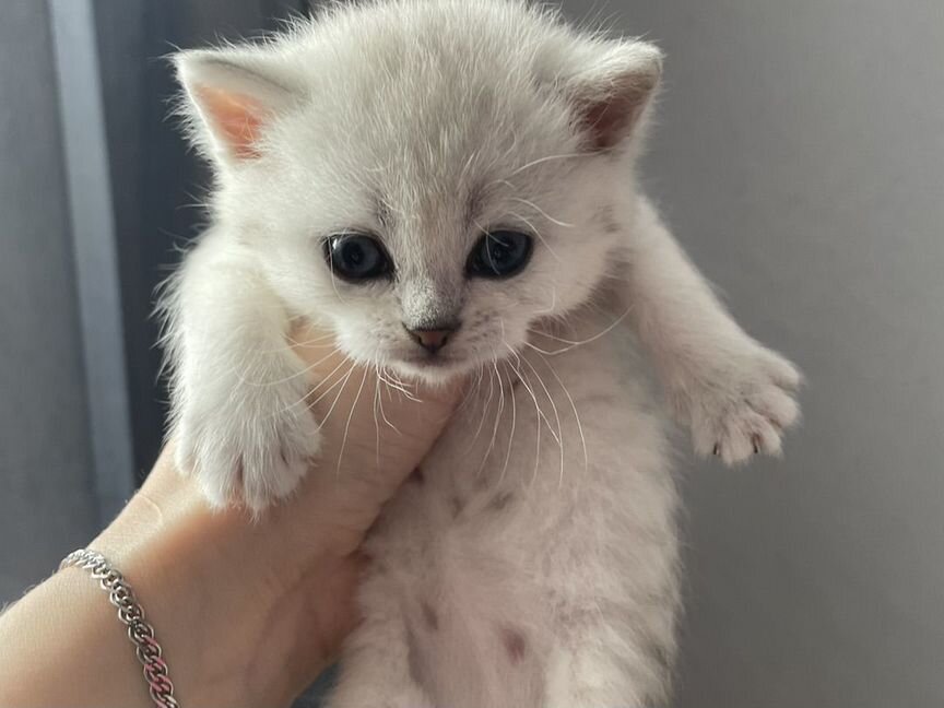 Продам чистокровных шотландцев