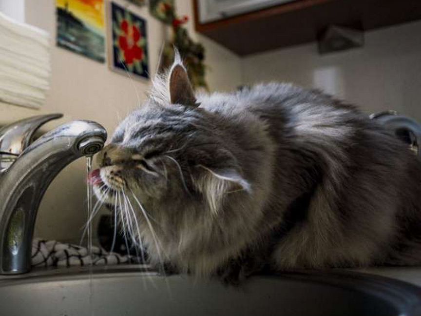 Кошки мейн-кун