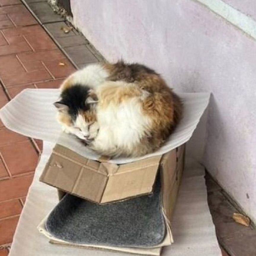 Кошечка Лиза