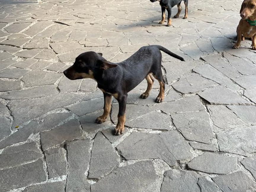 Пастушья собака австралийский келпи