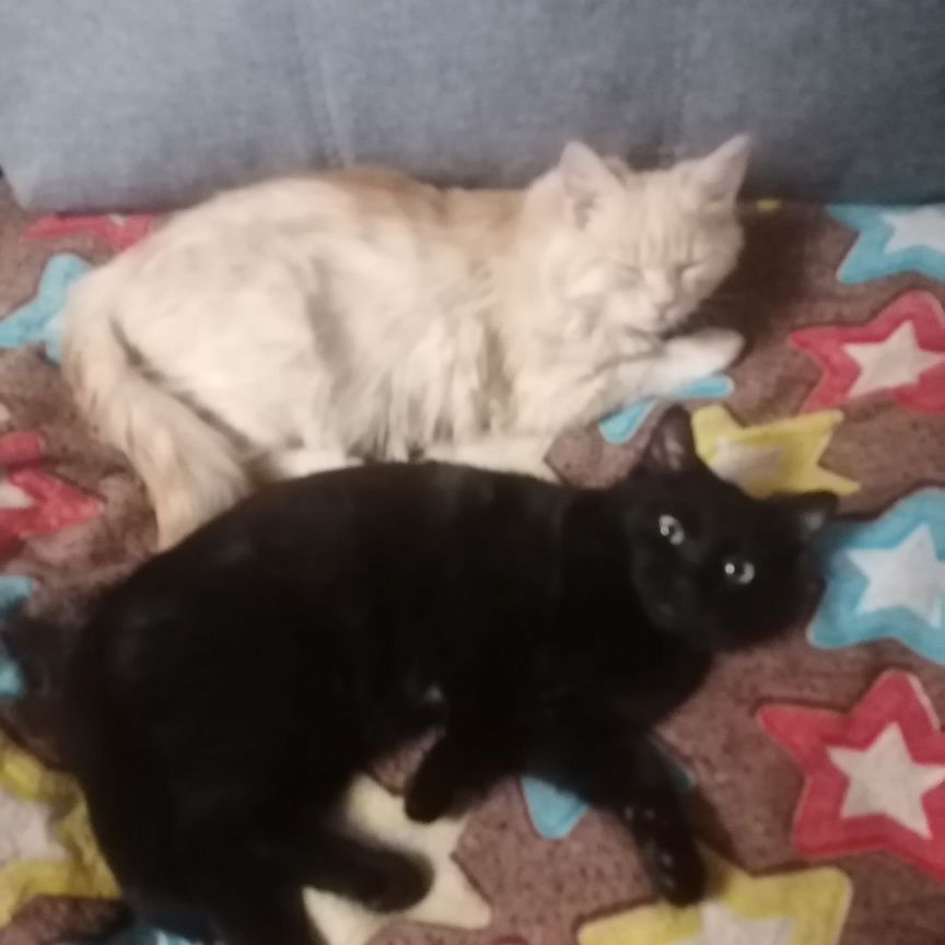 На передержке 2 котёнка. Ходят в лоток. Ждут