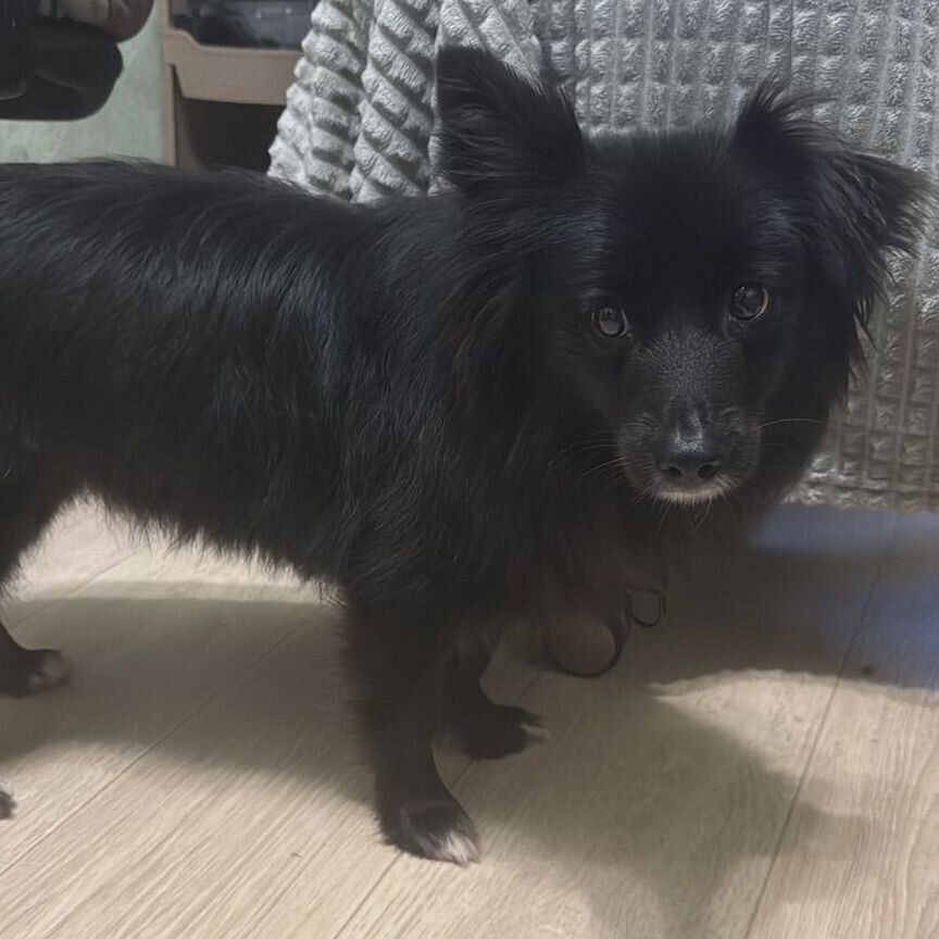 Взрослый пёс в добрые руки