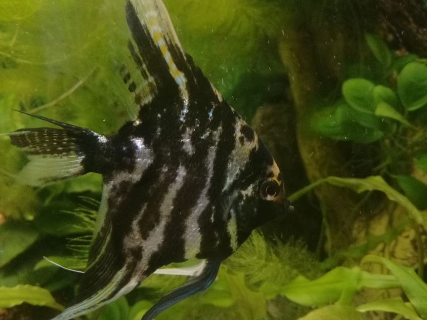 Продам скалярию