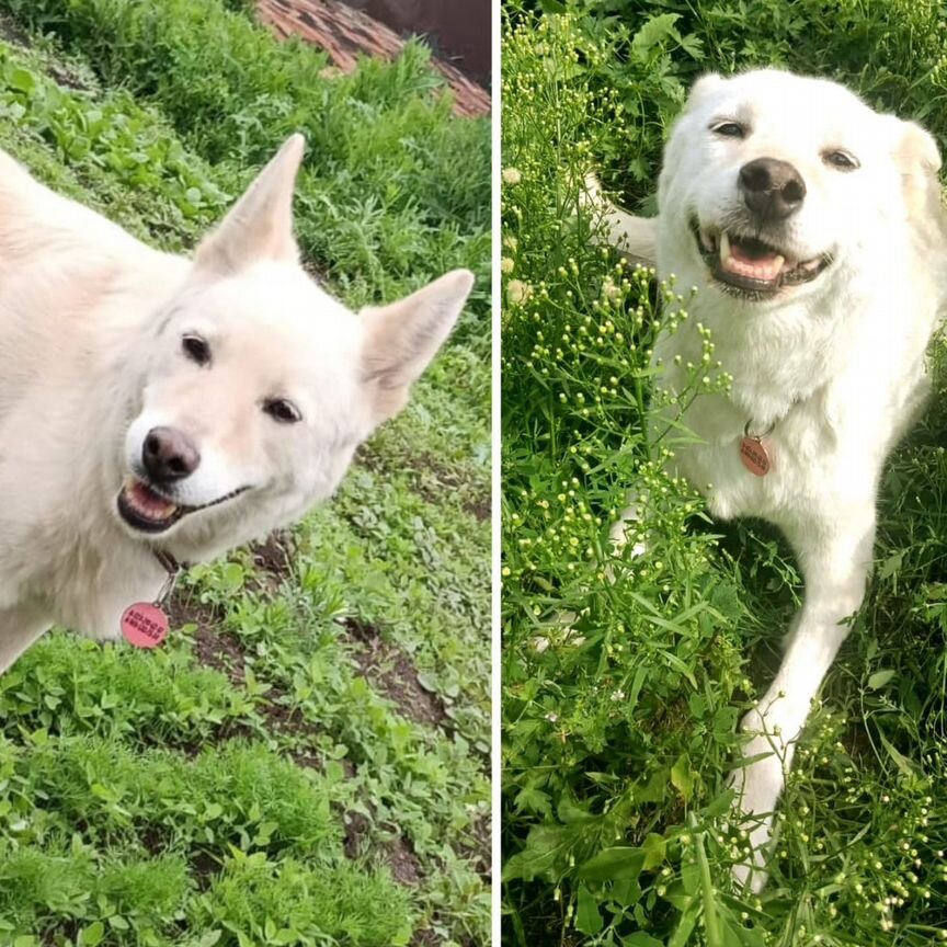 Собака-улыбака в поисках дома