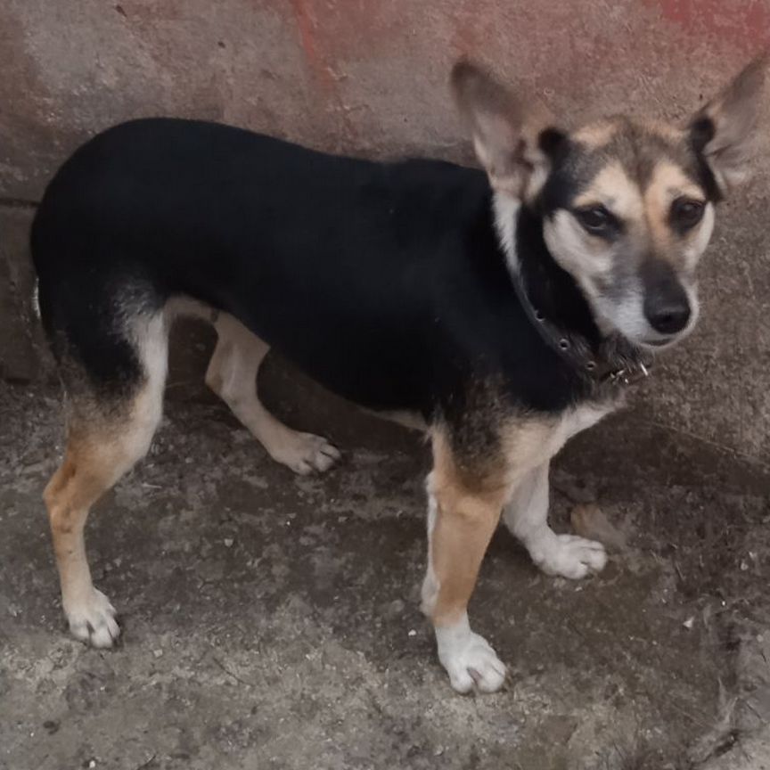 Взрослая собака в добрые руки