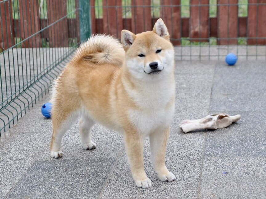 Сиба девочка с шоу перспективой