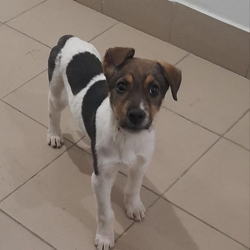 Щенок в добрые руки бесплатно