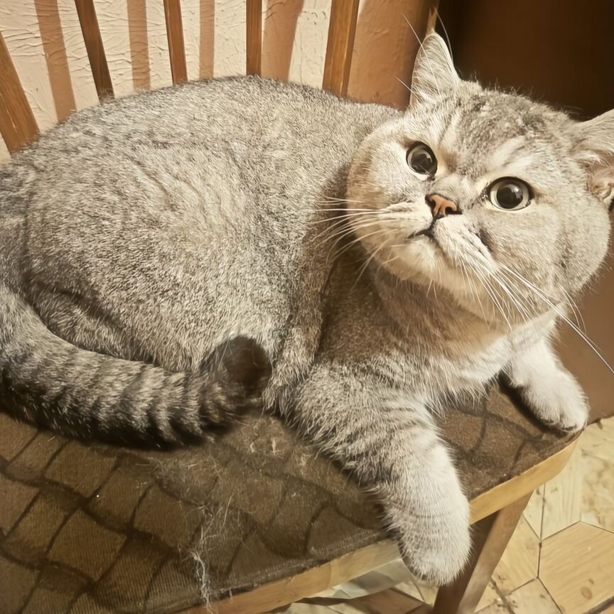 Британский короткошёрстный, взрослый кот