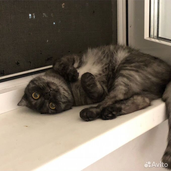 Кошка-картошка в добрые руки