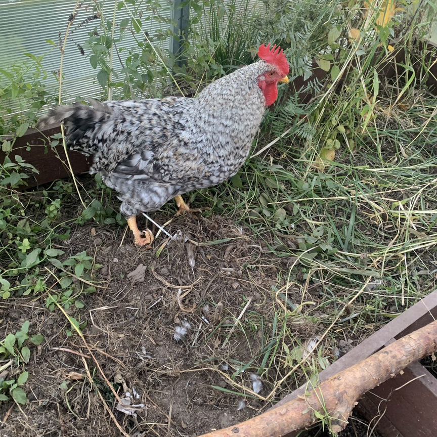 Петух на суп