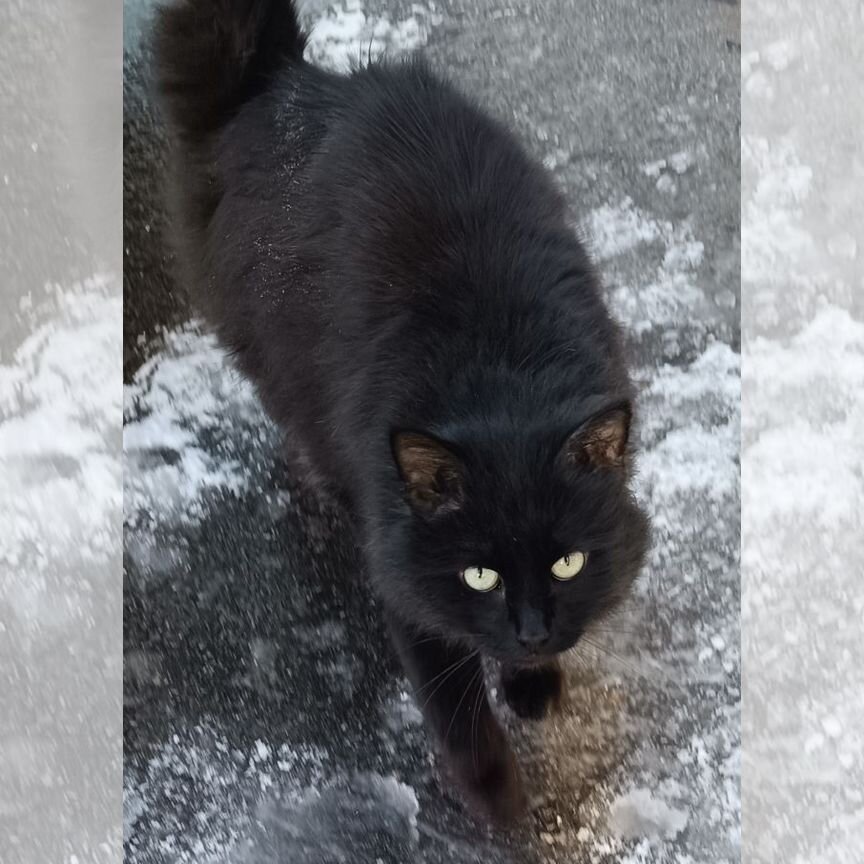 Возьмите домой кота