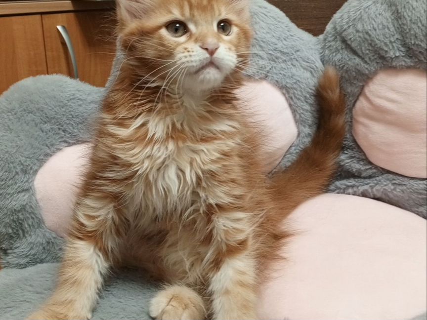 Котята мейн-кун