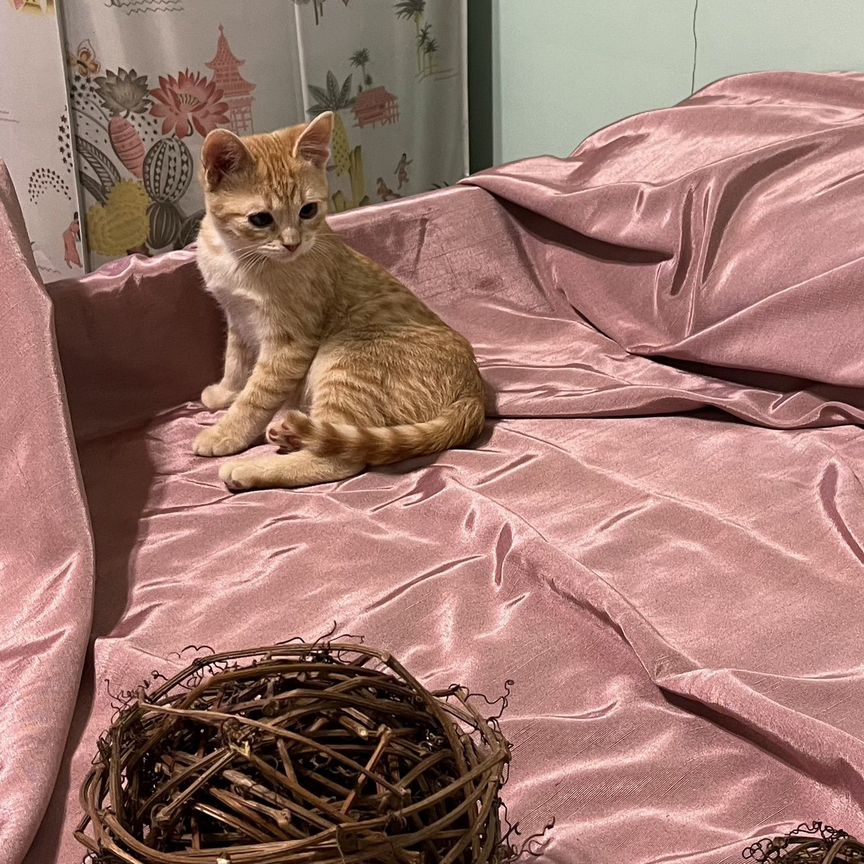 Рыженький котенок
