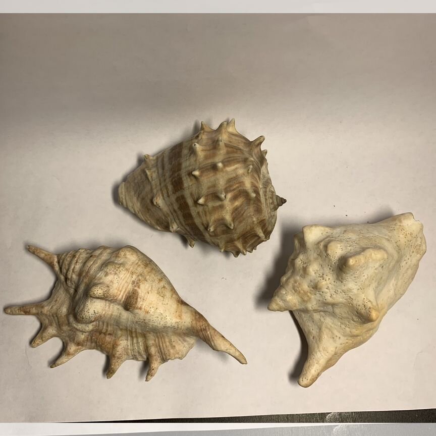 Ракушки для интерьера, аквариума