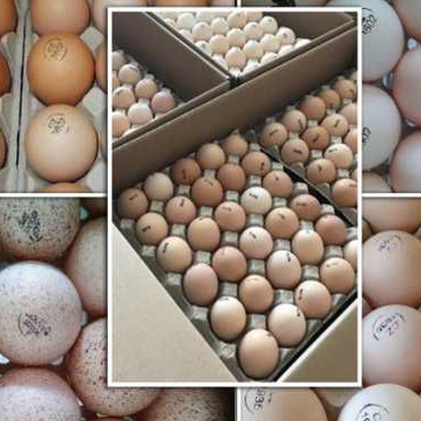 Инкубационное яйцо перепелов, бройлеров