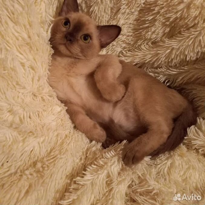 Шоколадный малыш бурманский