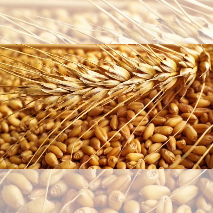 Зерно пшеница
