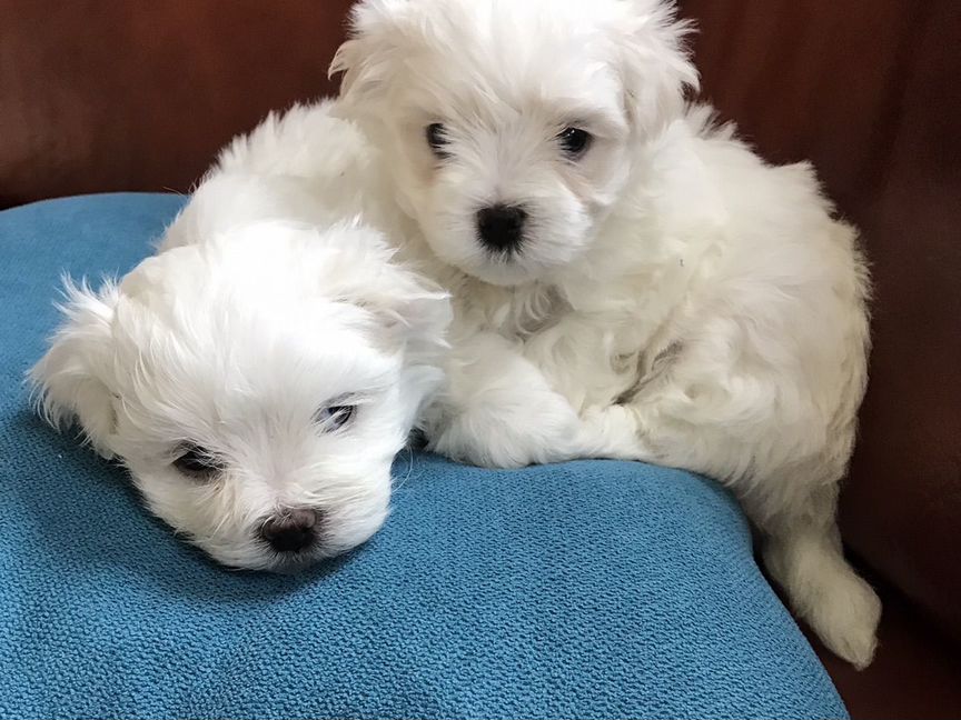 Щенки мальтийской болонки mini