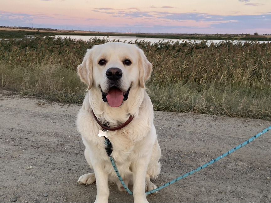 Золотистый ретривер в добрые руки