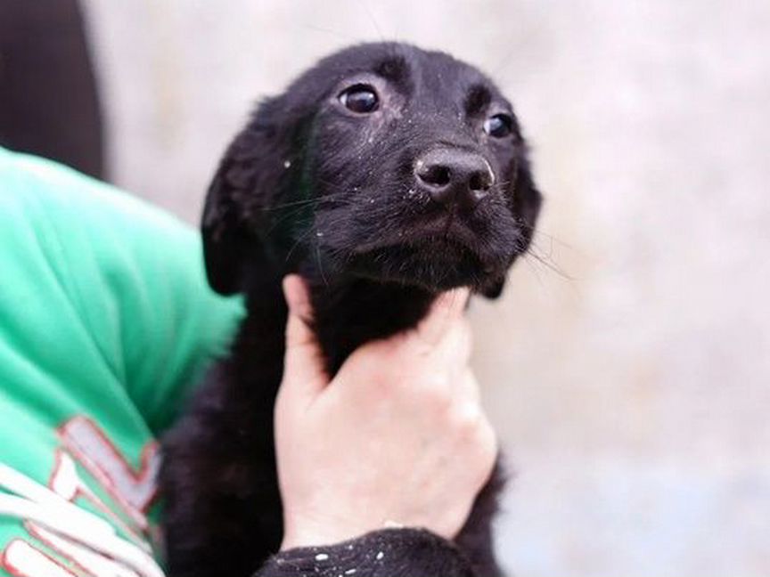 Щенок Блэкки в хорошую семью бесплатно