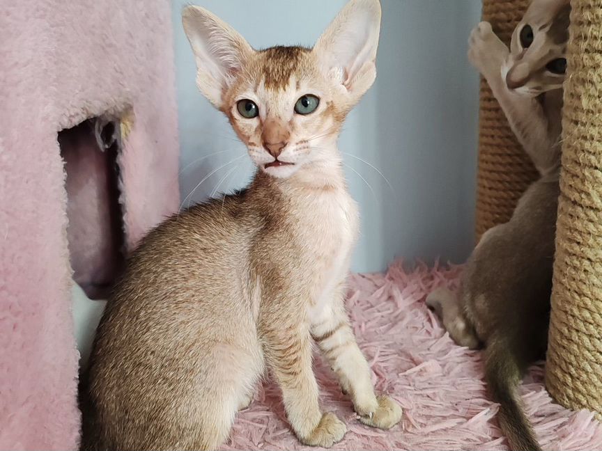 Орики мальчики и девочки