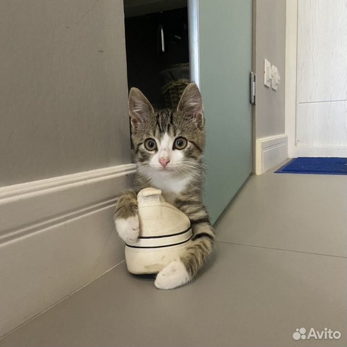 Котенок Юки в добрые руки