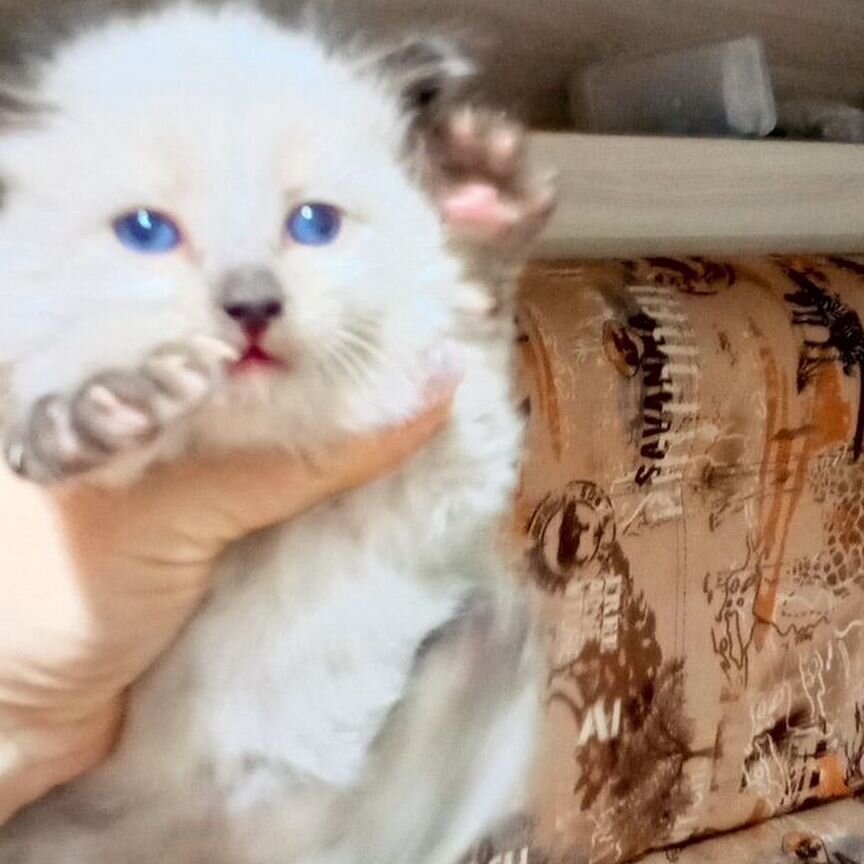 Пушистые котята