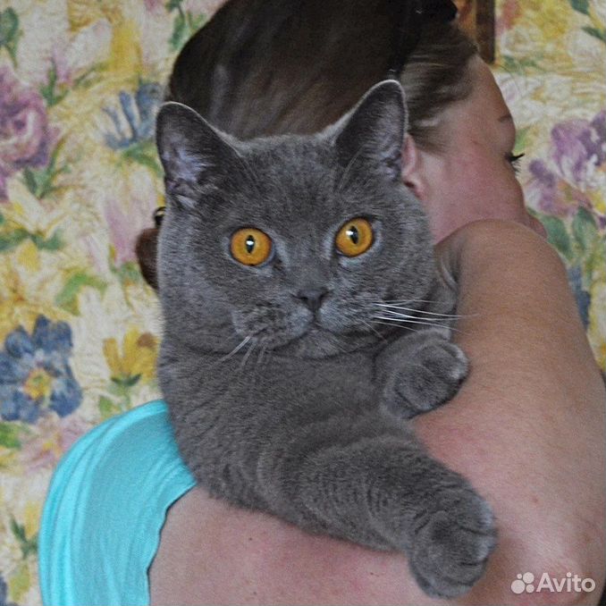 Крупный и красивый Маффин ищет дом