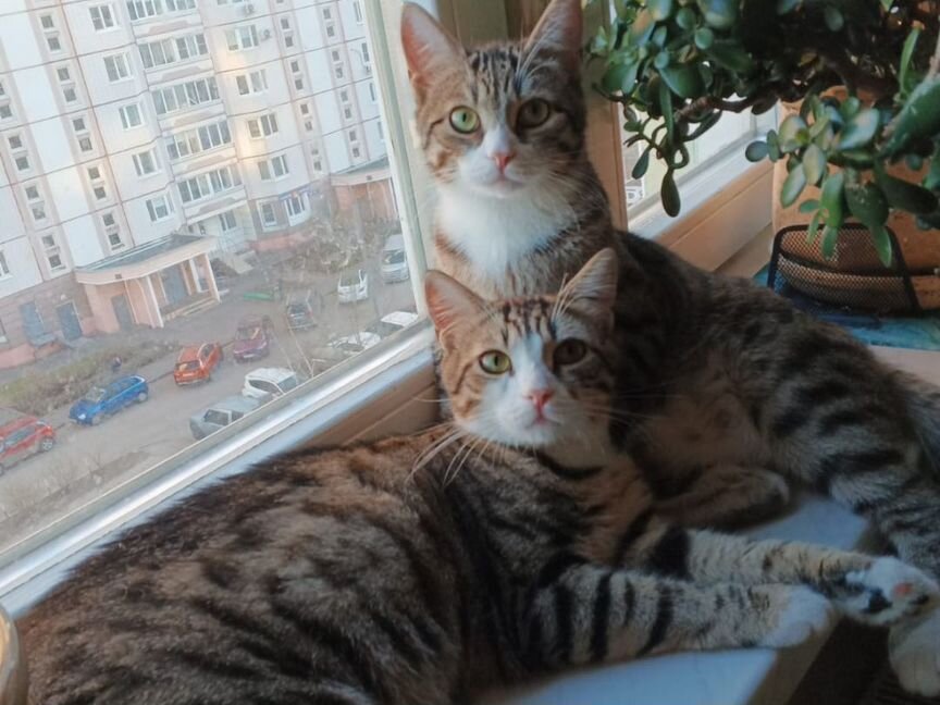 Малыши ищут дом