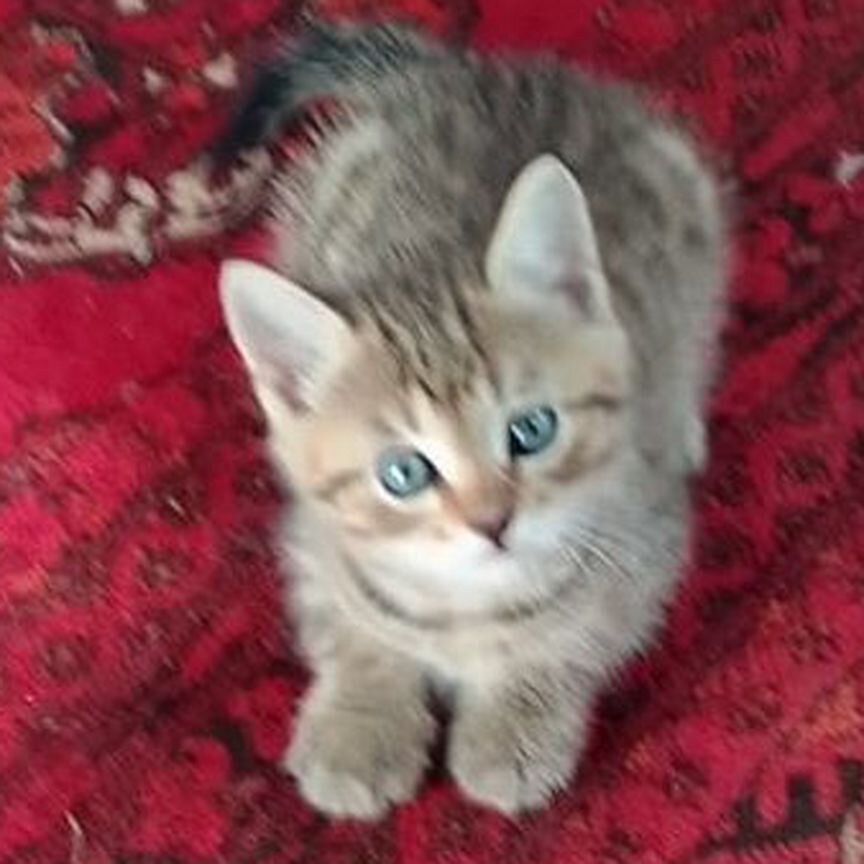 Котёнок в добрые ручки