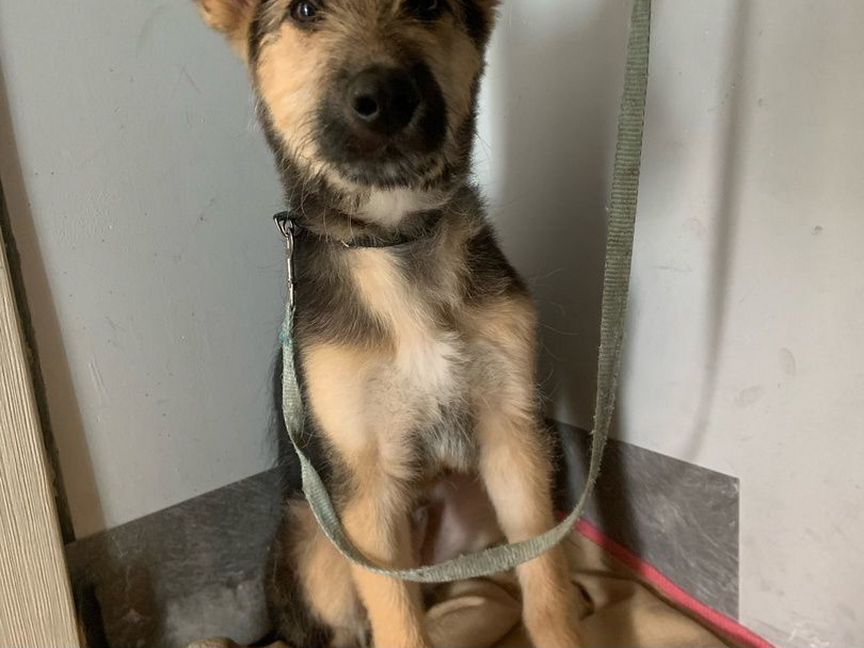 Щенок в добрые руки