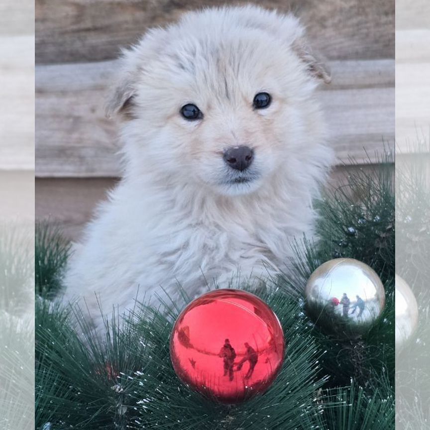 Щенок в добрые руки