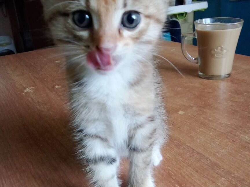 Кошка в дар