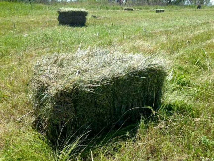 Сено в тюках И рулонах