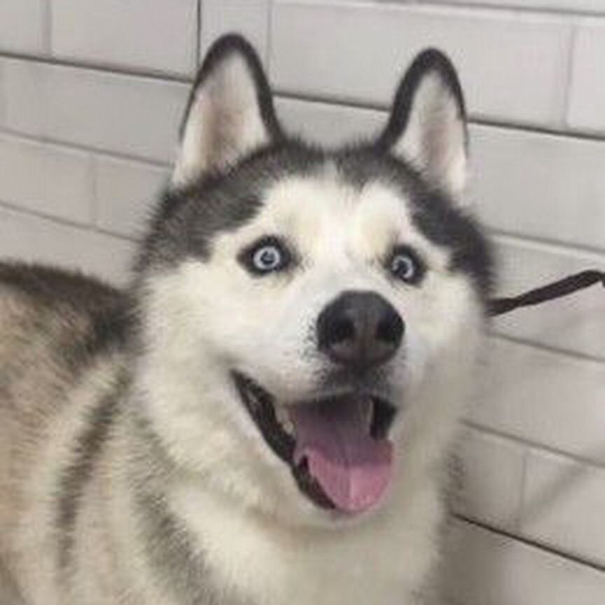 Мальчик - красавчик в добрые руки