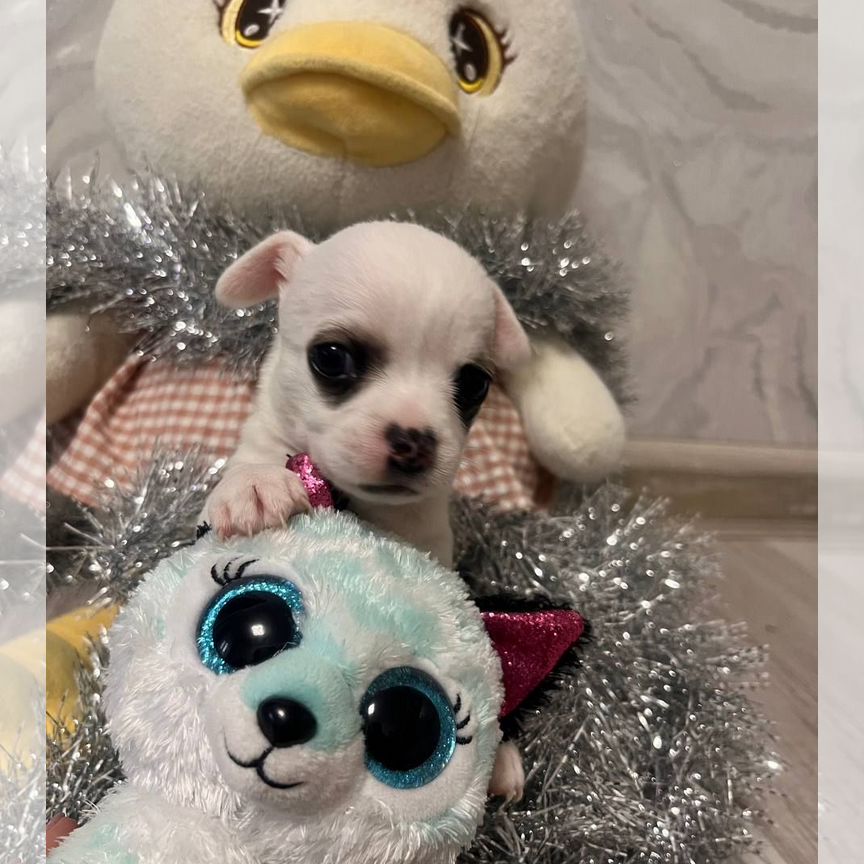 Чихуахуа, щенок