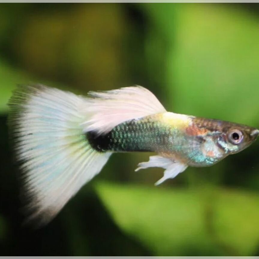Гуппи канадский (самец/самка)