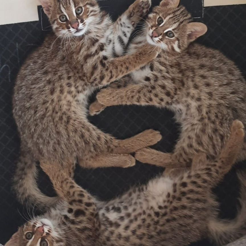 Эксклюзивные котята F 0