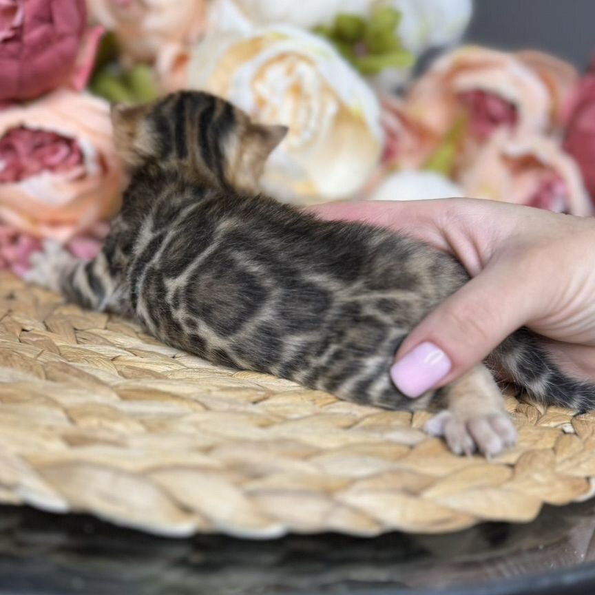 Браун мальчик от заводчика