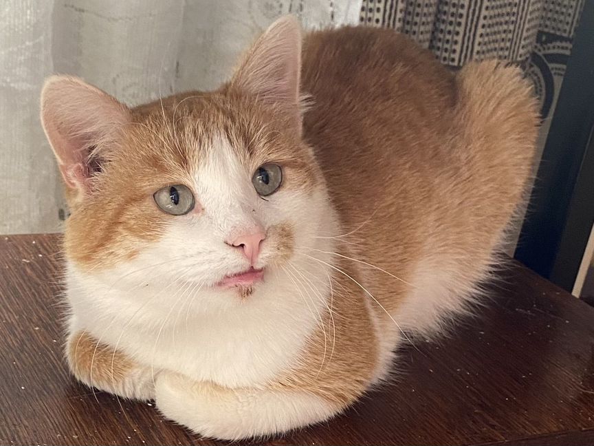 Ищем хозяев котику