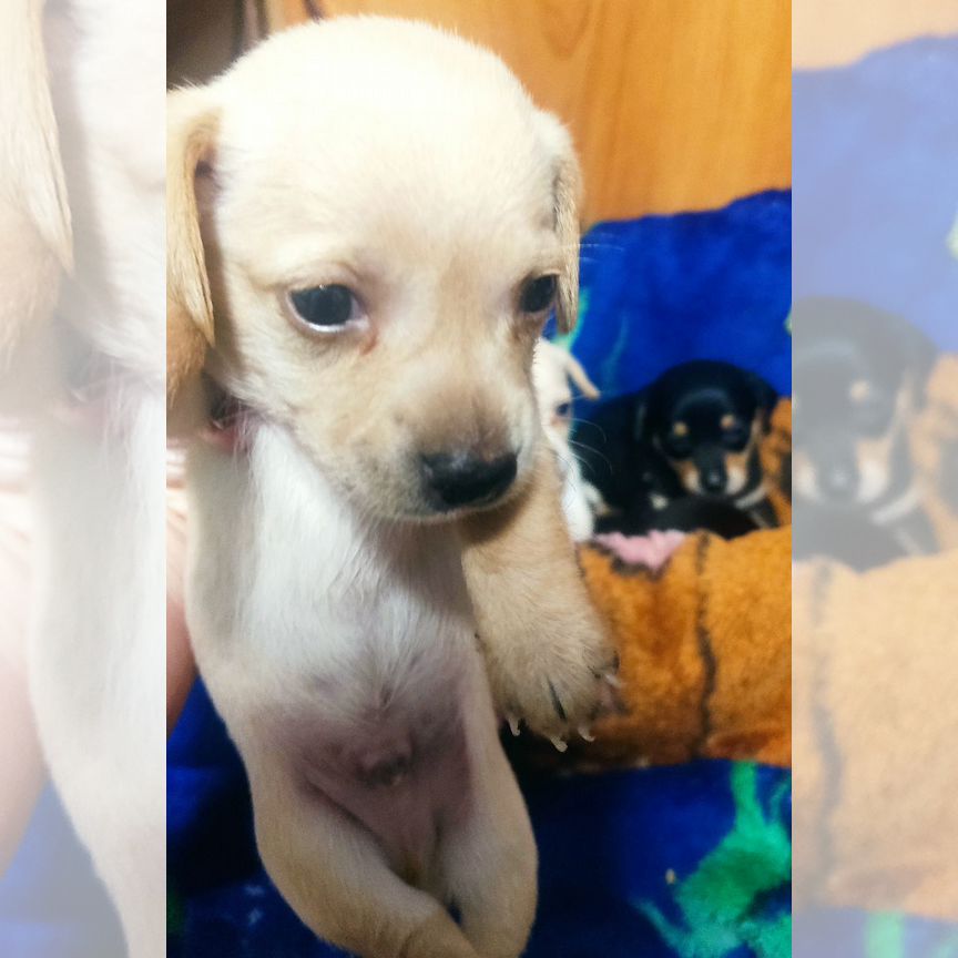 Русский той-терьер, щенок