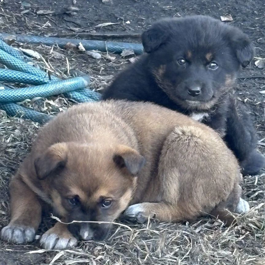 Щенок в добрые руки