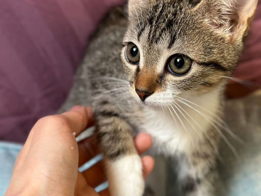 Котенок Филя в добрые руки