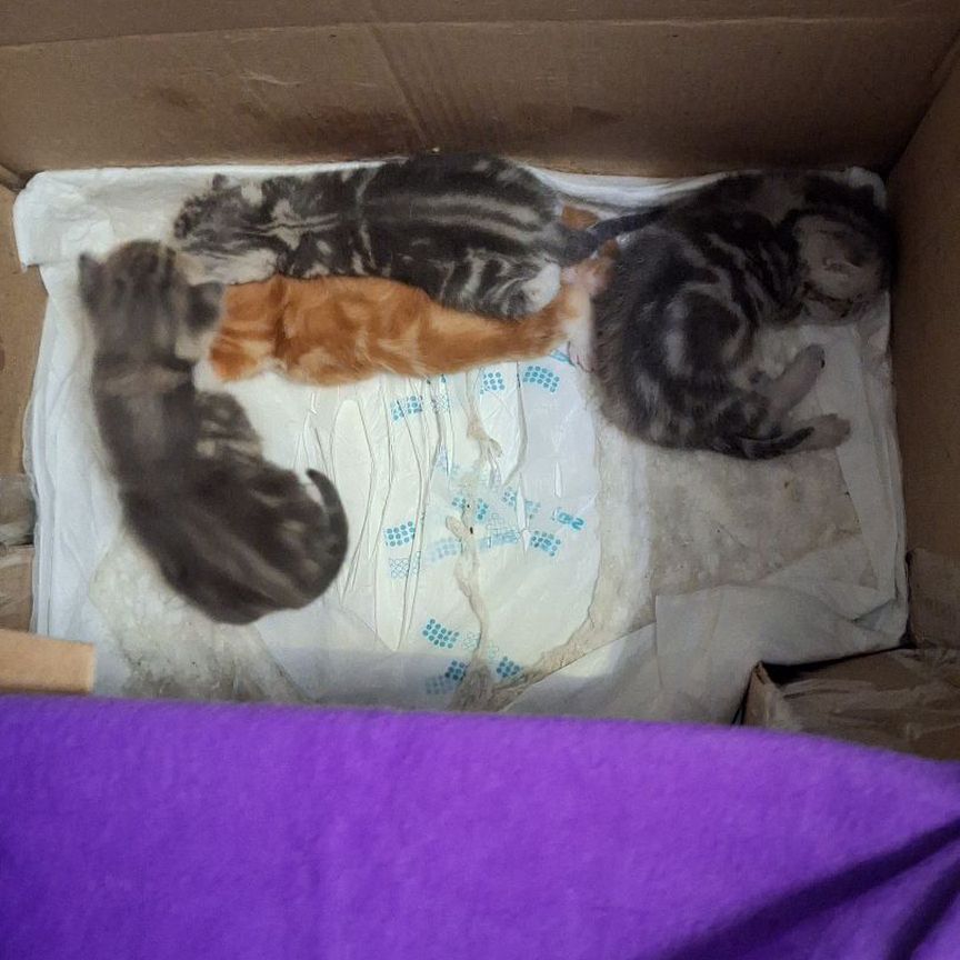 Шотландские котята