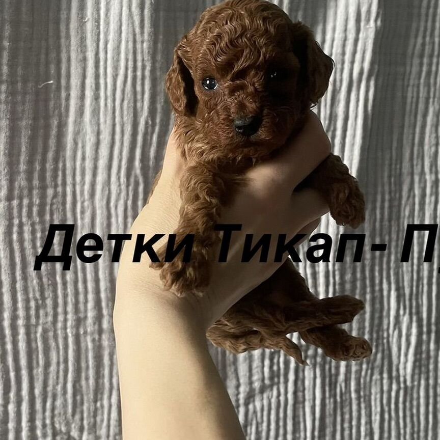 Той-пудель, щенок