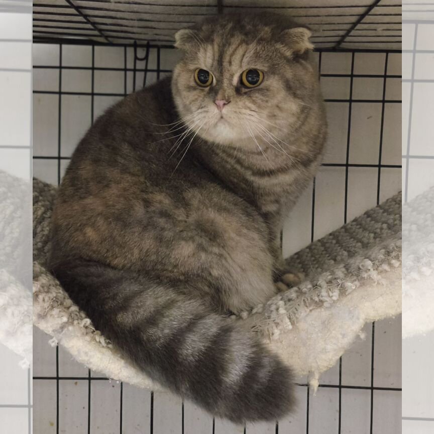 Взрослая, кошка в добрые руки